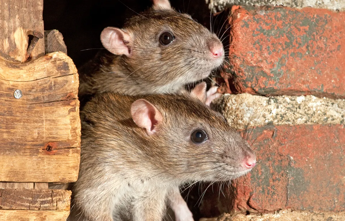 Verspreiden de rioolratten van New York een nieuwe variant?