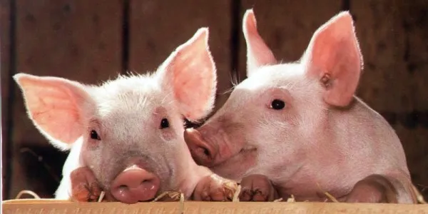 Wetenschappers maken mens-varken embryo