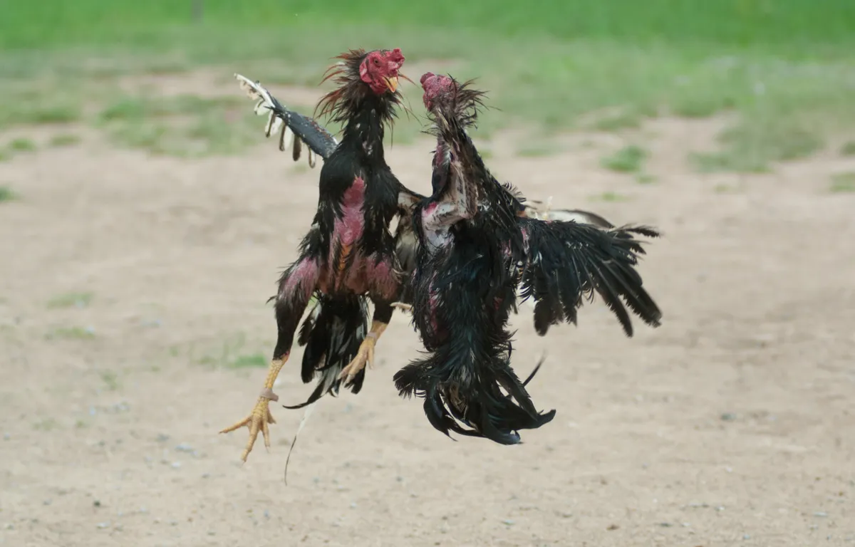 Kustwacht Curaçao neemt 29 vechthanen in beslag op boot uit Aruba