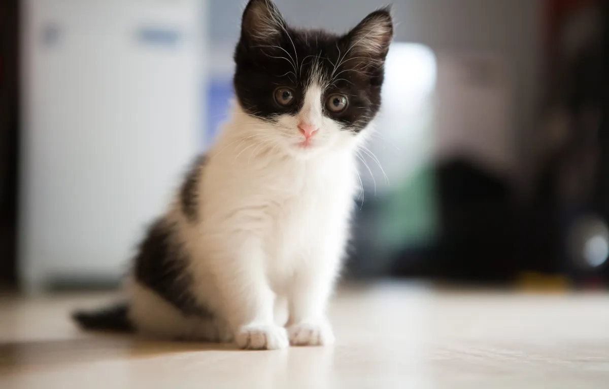 Mysterieus verband tussen het bezitten van katten en schizofrenie ...