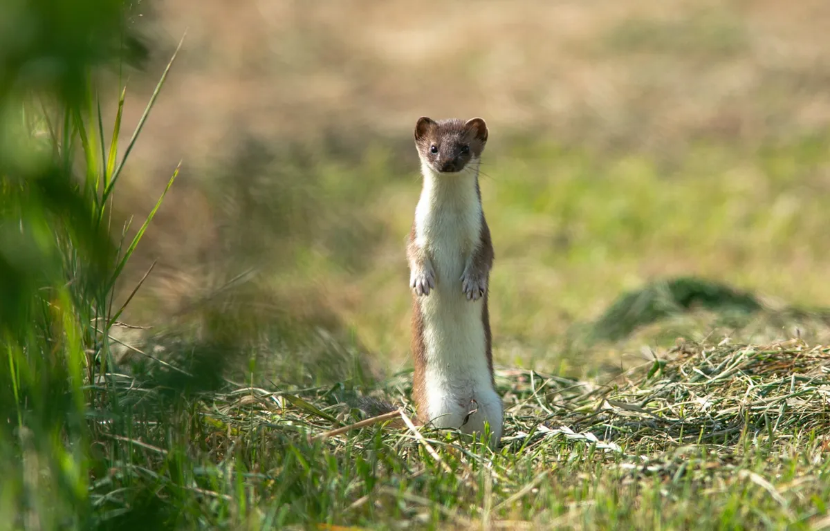 Unieke foto van bevroren hermelijn onder het ijs in Krimpenerwaard