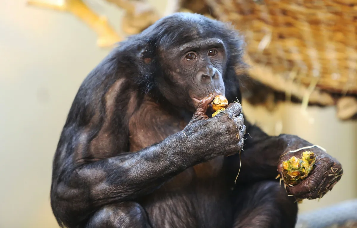 Bijzondere beelden: Voor het eerst sinds 2021 is er weer een bonobo geboren in de Apenheul