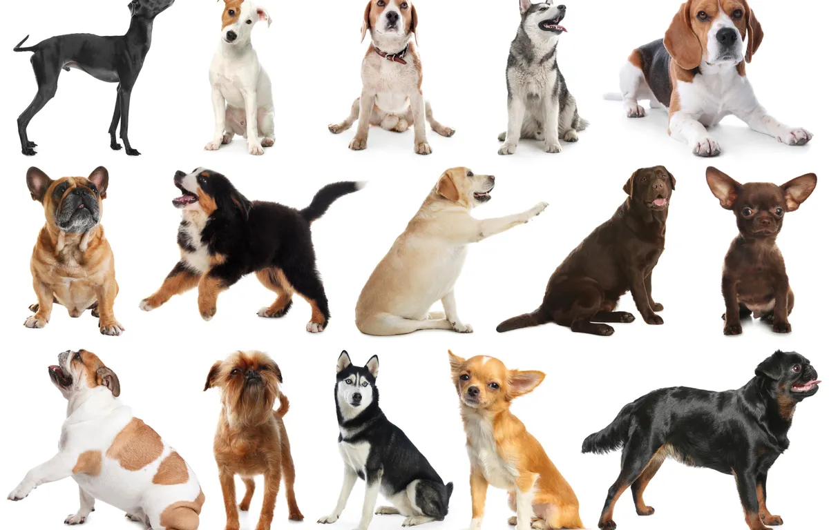 Welke hondenrassen leven het langst? Welke zijn het gezondst?