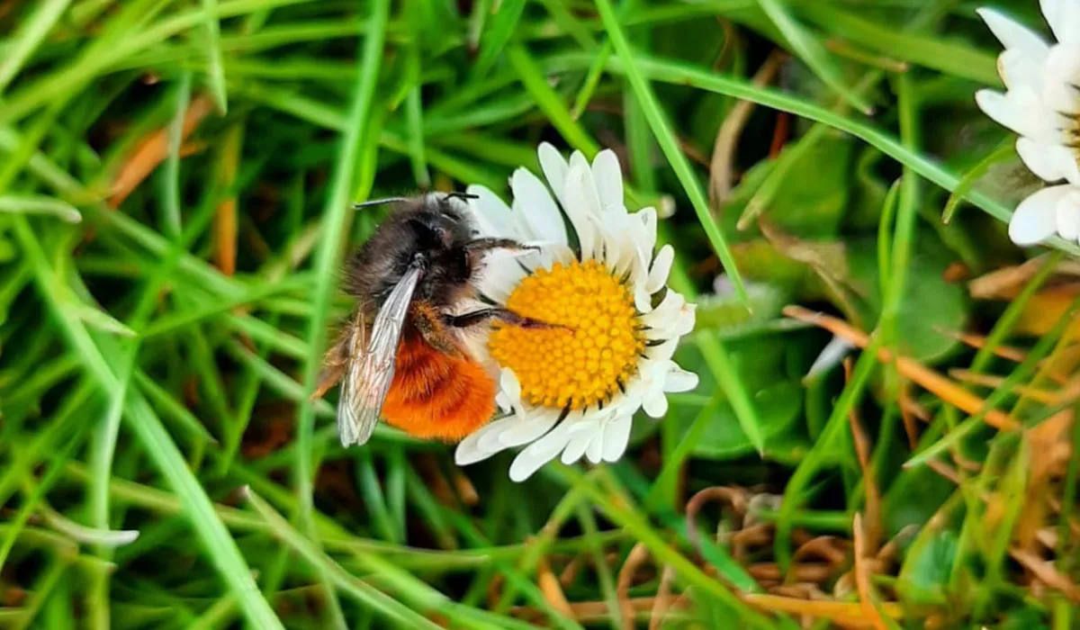 Wilde bijen, bijzonder en belangrijk
