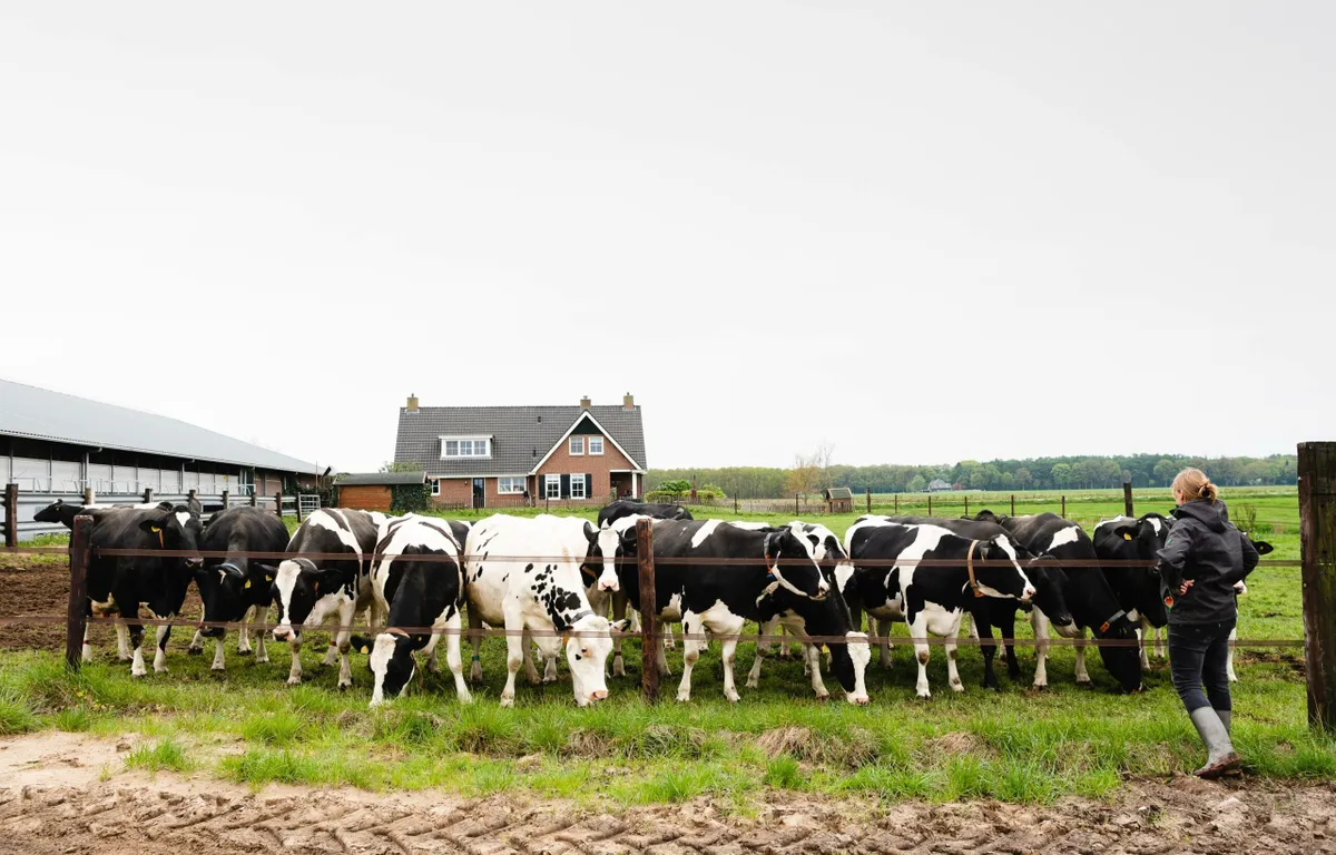 Drentse boeren aan de slag: minder eiwit, minder stikstof