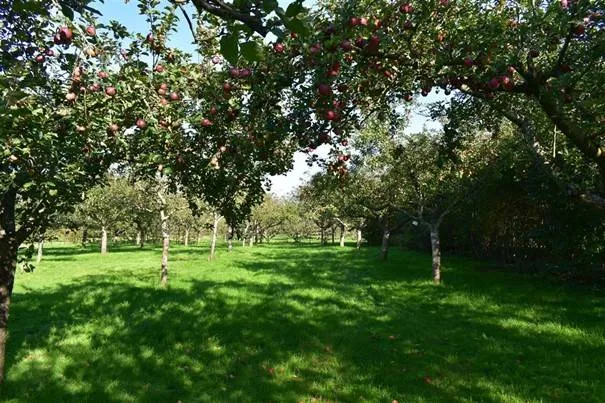 Fruit tekenen tussen de boomgaarden in Frederiksoord