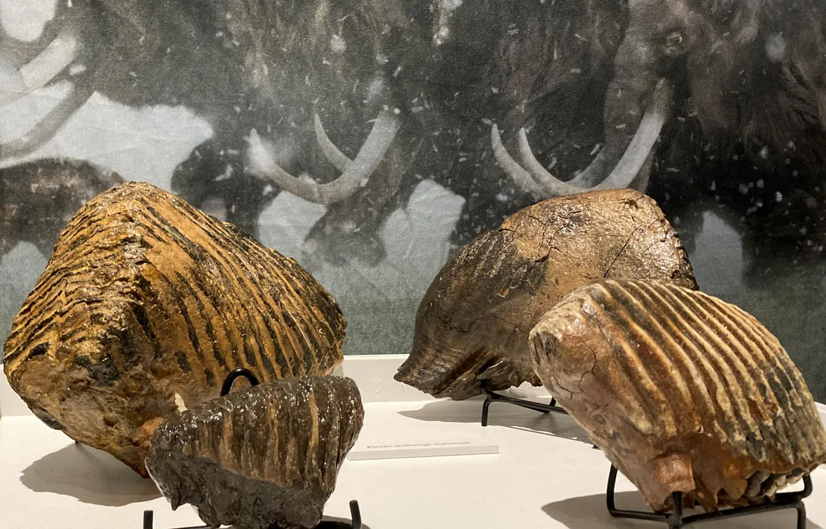 Kindercollege over leven in de ijstijd en steentijd