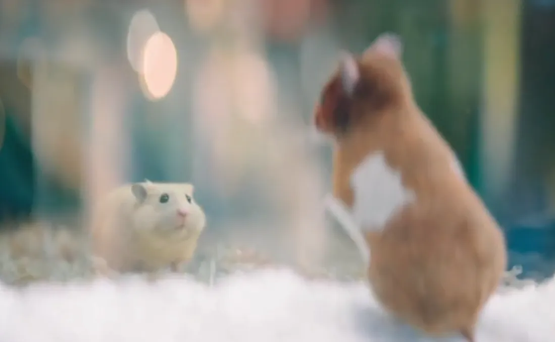 Verliefde hamster levert AH prijs op voor beste tv-commercial