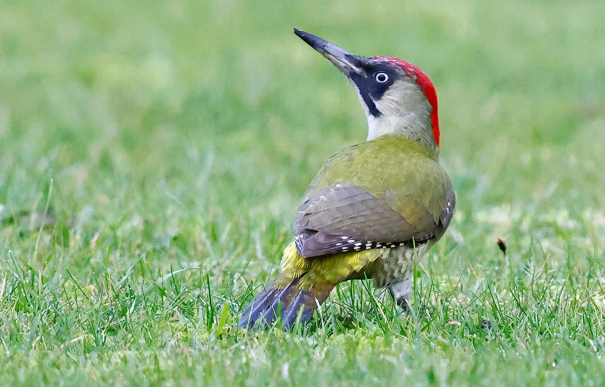 Vandaag in het Duin #25: Op zoek naar de groene specht