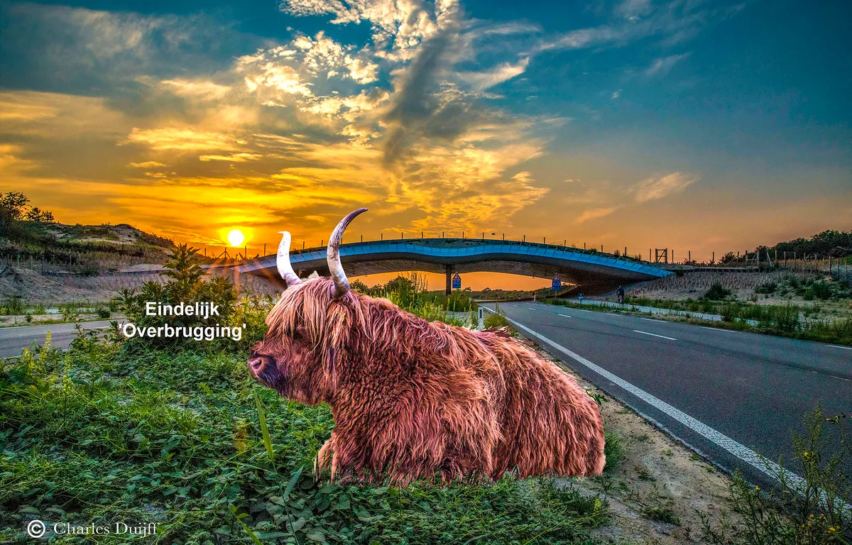 Natuurbrug Zeepoort in Overveen vier jaar na voltooiing open voor alle ...