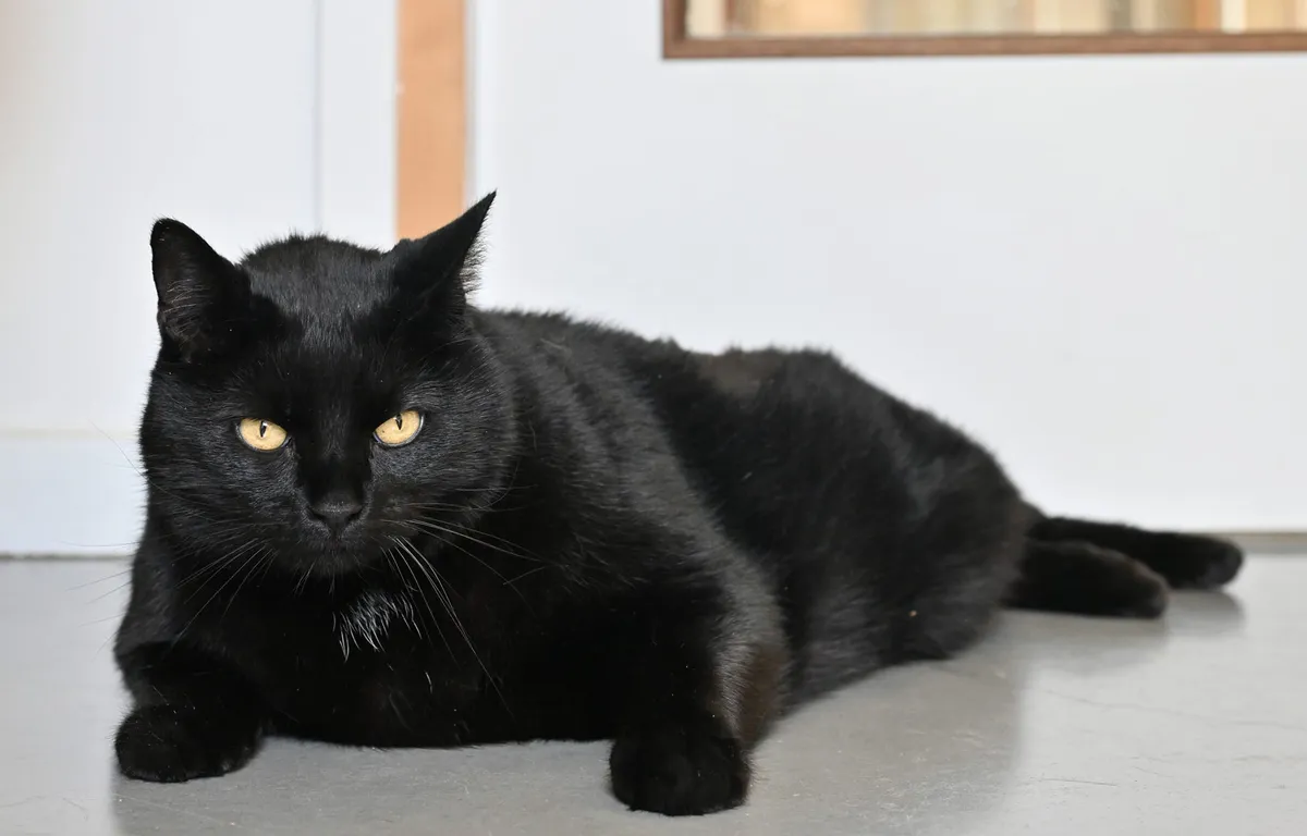 Kat verstopt onder dreadlocks en viltplekken