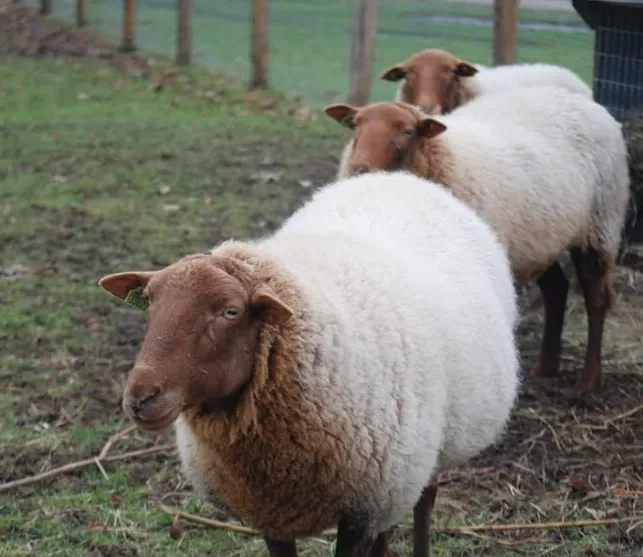 Slachting onder schapen kinderboerderij Park de Weezenlanden