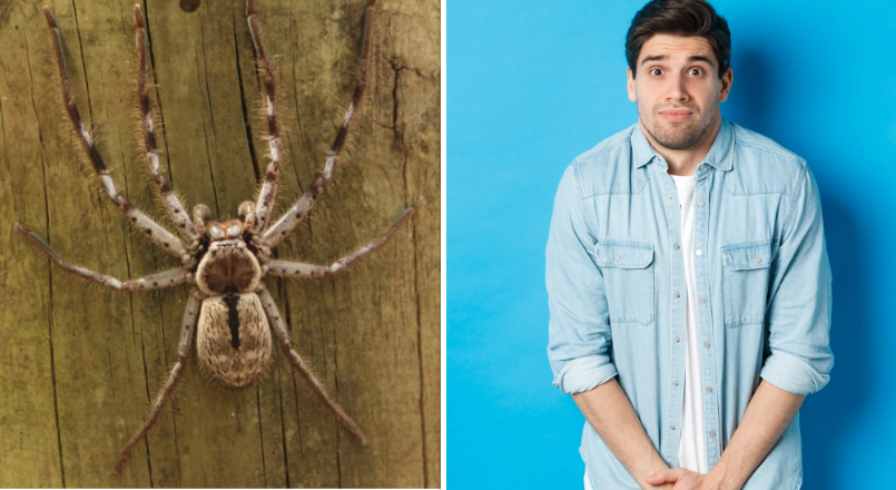 Supermarkt dagenlang gesloten door vondst van spin wiens beet ...