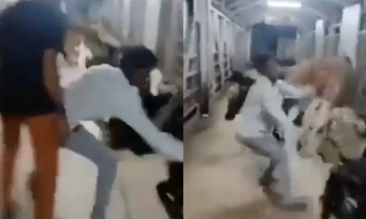 Koe neemt keihard wraak op vervelende pestkop | LOESOE