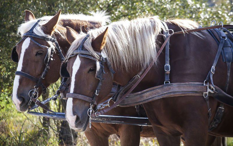 Drie paarden op slag dood na tragisch ongeval met koets Drie paarden op slag dood na tragisch ongeval met koets