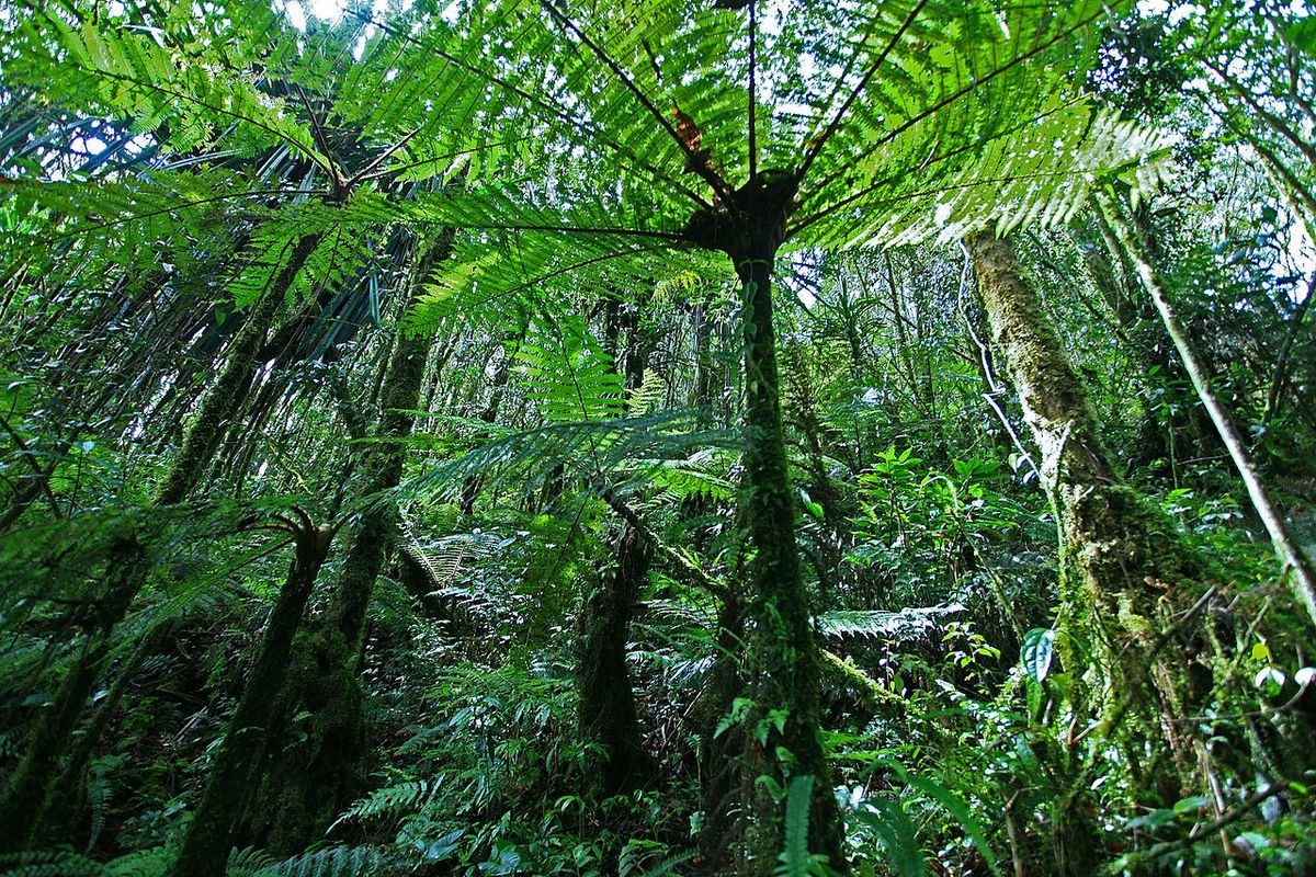 Regenwoud in Indonesië verliest flink terrein door palmolie | In de ...