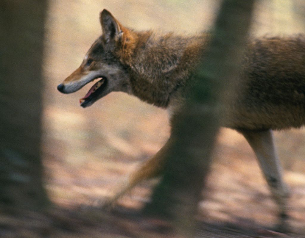 Kan de rode wolf opnieuw opstaan in de VS? | In de Spiegel - Terug naar ...
