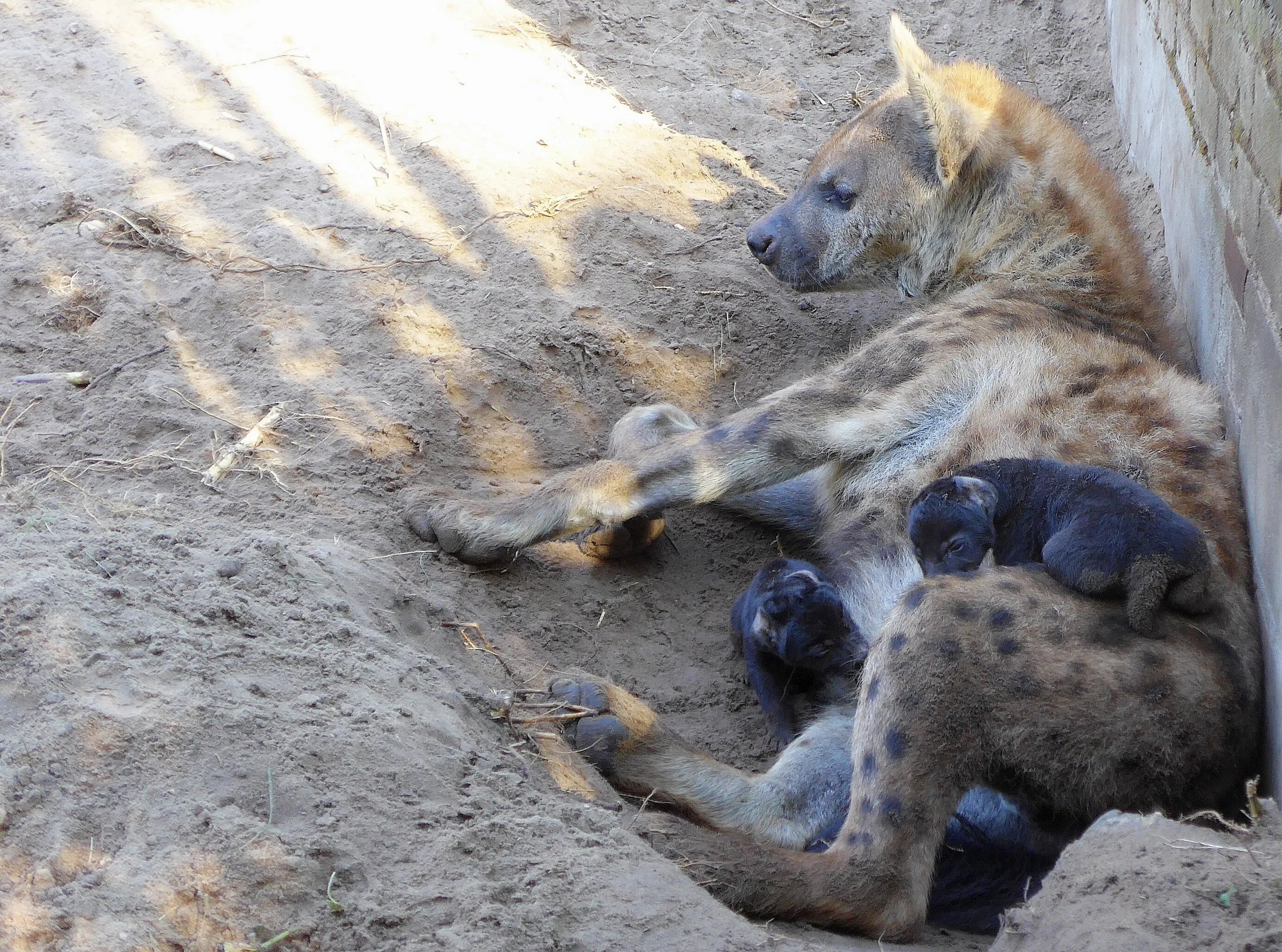Twee gevlekte hyena's geboren in Safaripark Beekse Bergen!