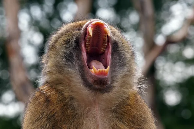 Waarom gapen we? De verrassende wetenschap onthuld