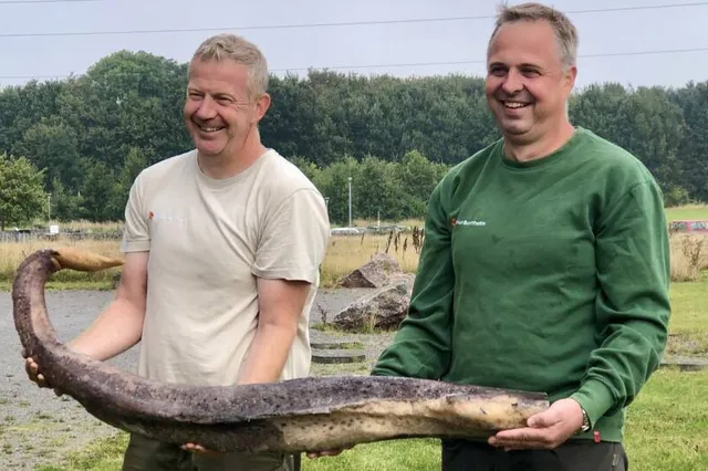 Walvis legt recordafstand af van meer dan 13.000 kilometer: twee keer ...