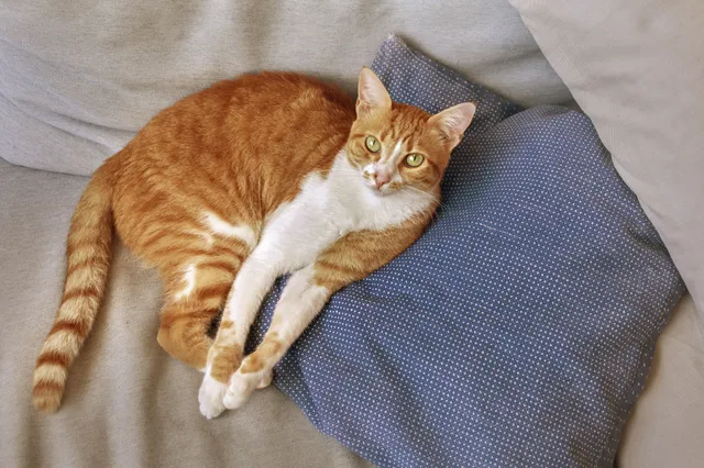 Dit is waarom katten zo dol zijn op kartonnen dozen