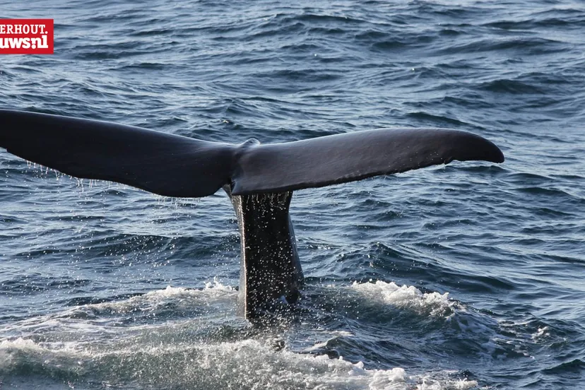 Gratis zondagmiddagconcert Mannenkoor Chapeau in Stadstuin de Schelp