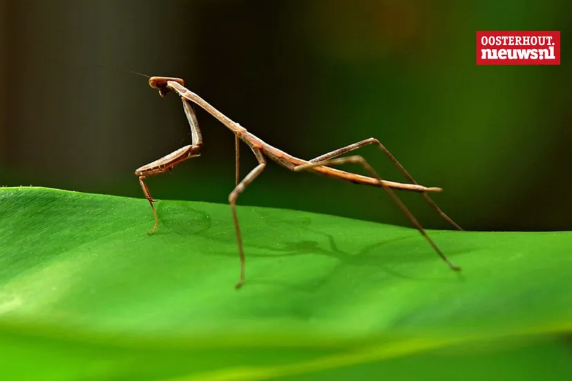 Ook in de zomerperiode kan iedereen terecht bij Surplus
