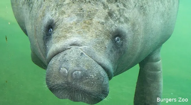 Jonge zeekoe verwacht in Burgers Zoo