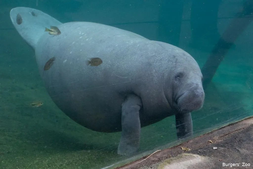 Livestream volgt drachtige zeekoe bij Burgers' Zoo