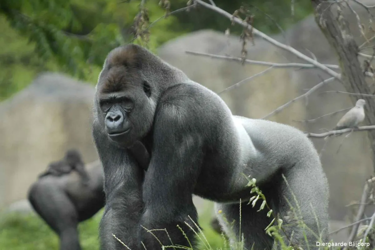 Nederlands bekendste gorilla Bokito overleden