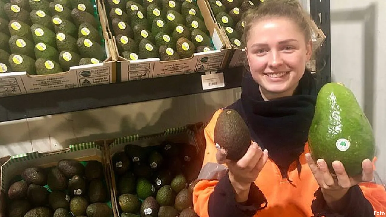Maak kennis met de Avozilla, een avocado drie keer zo groot als normaal