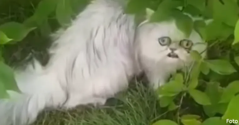 Michael Rapaport heeft intense ontmoetingen met de raarste kat ter wereld