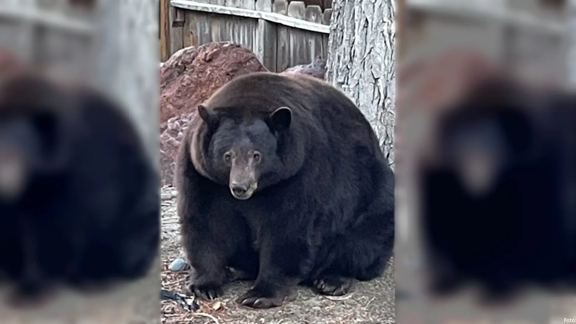 Moddervette beer Hank the Tank geniet van het leven in nieuw onderkomen