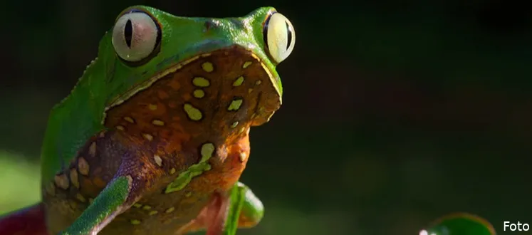 Netflix komt met een waanzinnige vette natuurfilm mét Sir David ...