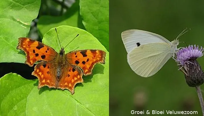 Groei & Bloei lezing Vlinders in de tuin