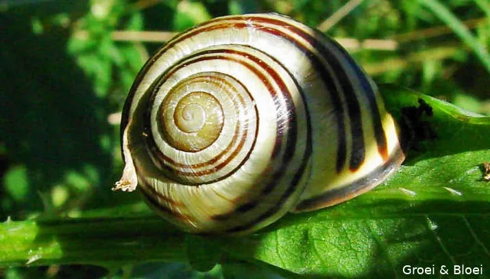 Rheden eet smakelijk; slakken