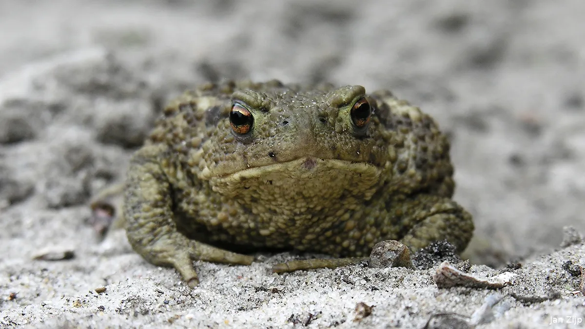Vrijwilligers gezocht voor bescherming van trekkende padden