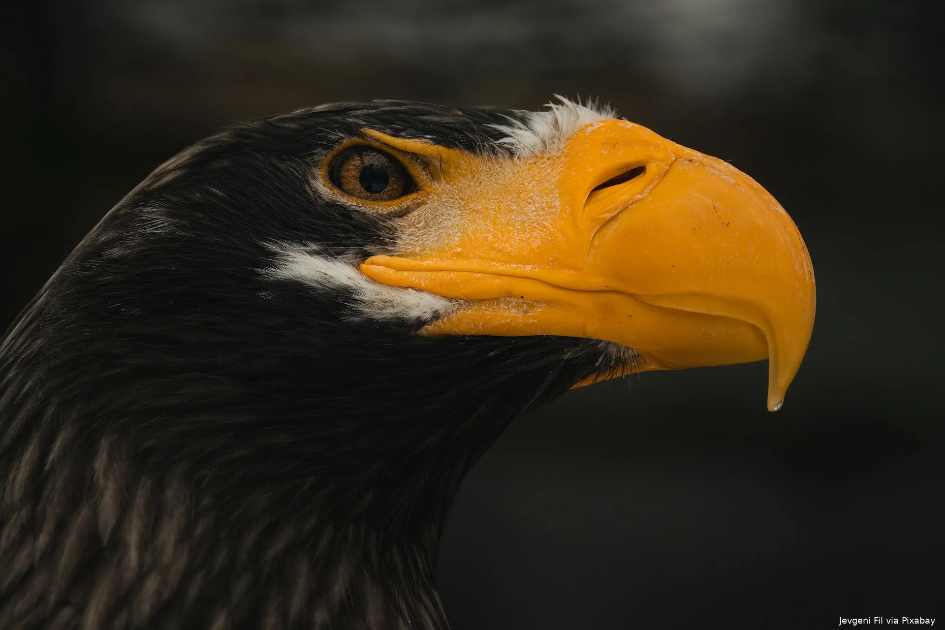 Steller zeearend weg uit vogelkooi in Zoo Veldhoven