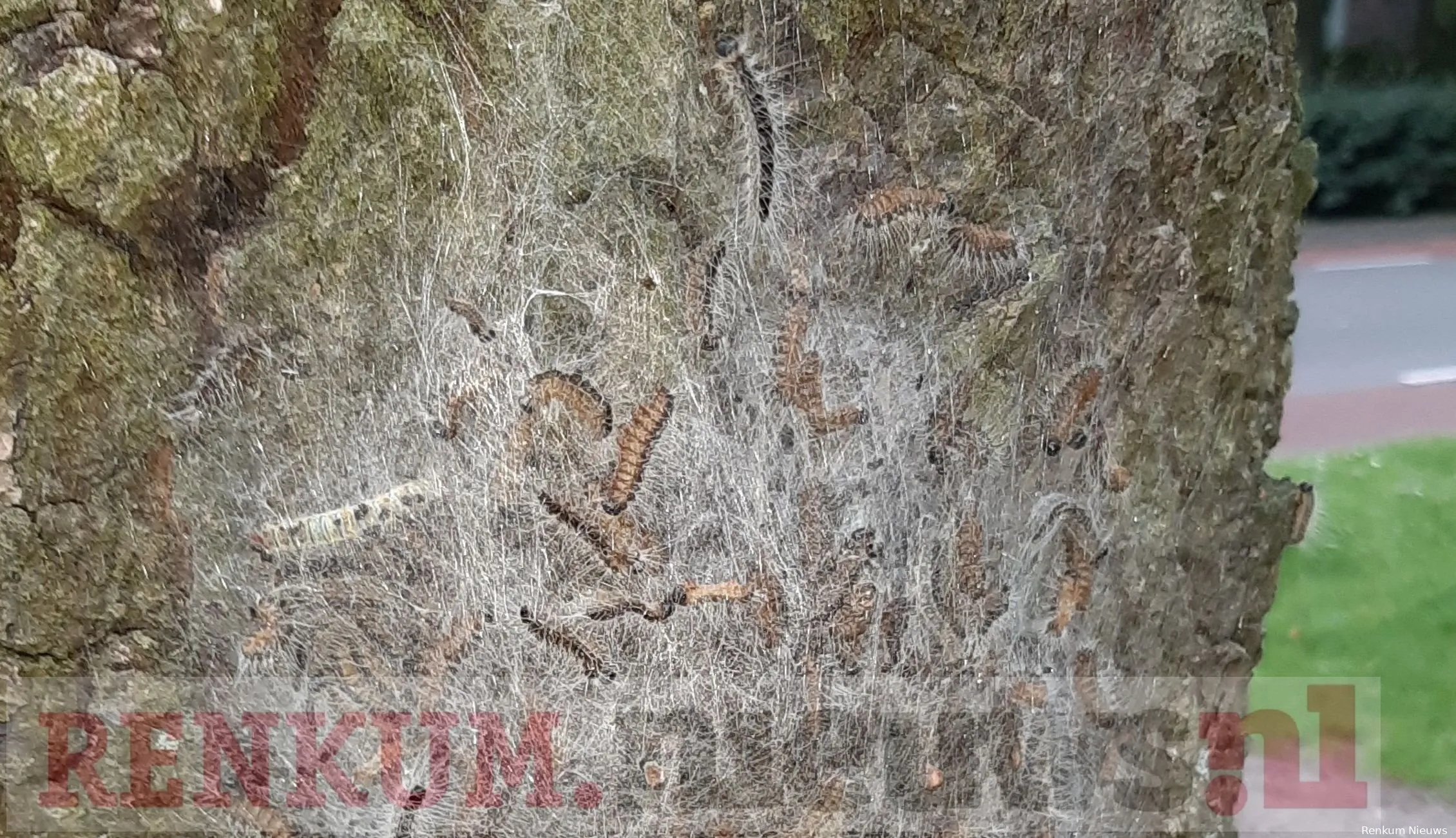 ‘Minder eiken hebben processierups dan vorig jaar’