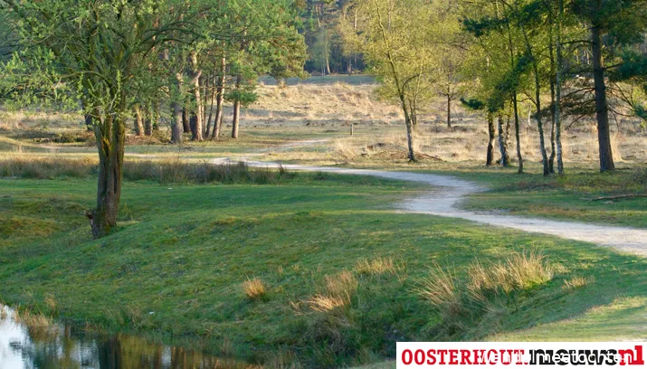 Inloophuis Oosterhout organiseert boswandeling 24 juli in het bos bij Dorst