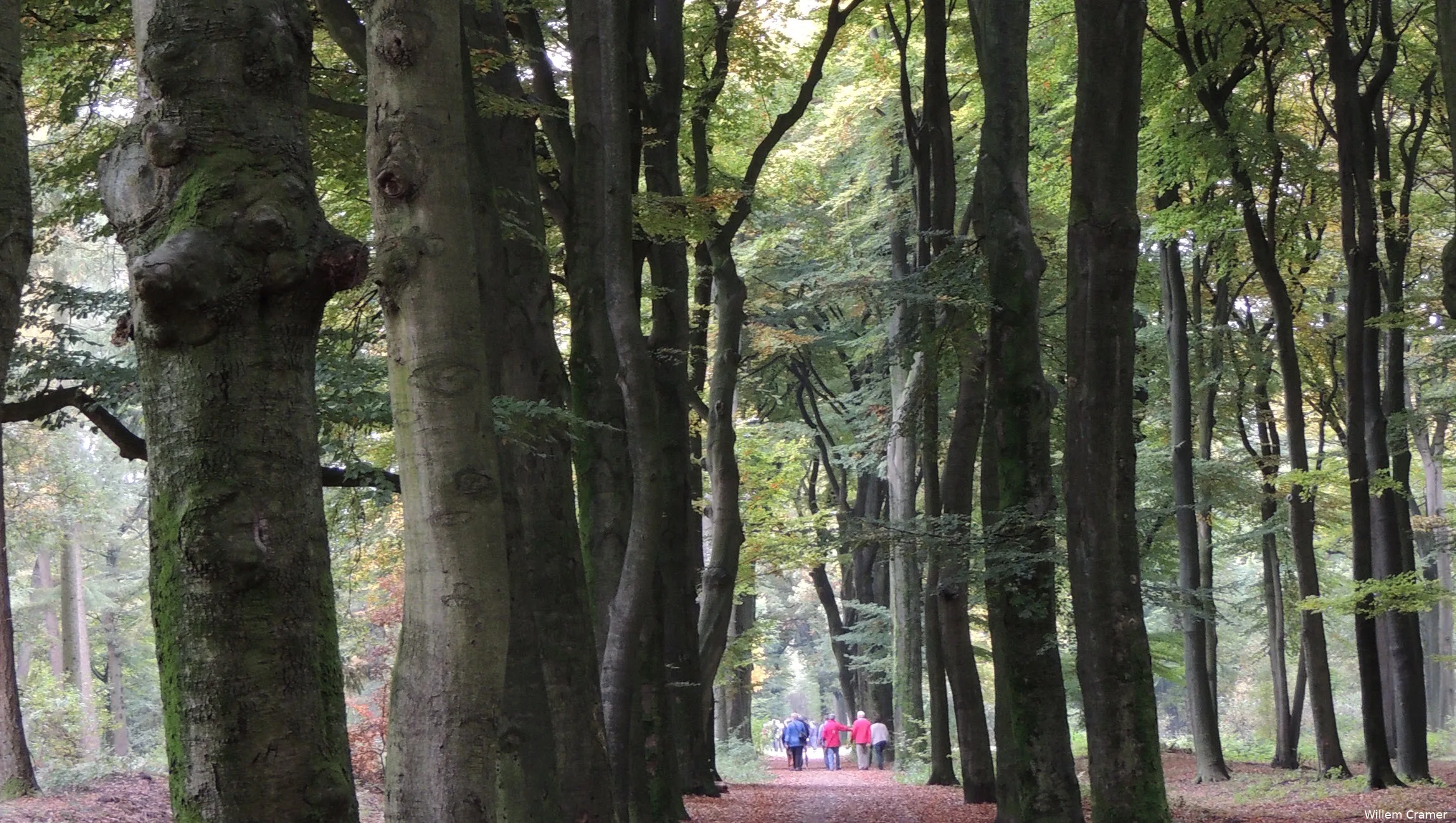 IVN-wandeling: Rozendaalse Bos, mooi bos, mooie natuur en veel ...