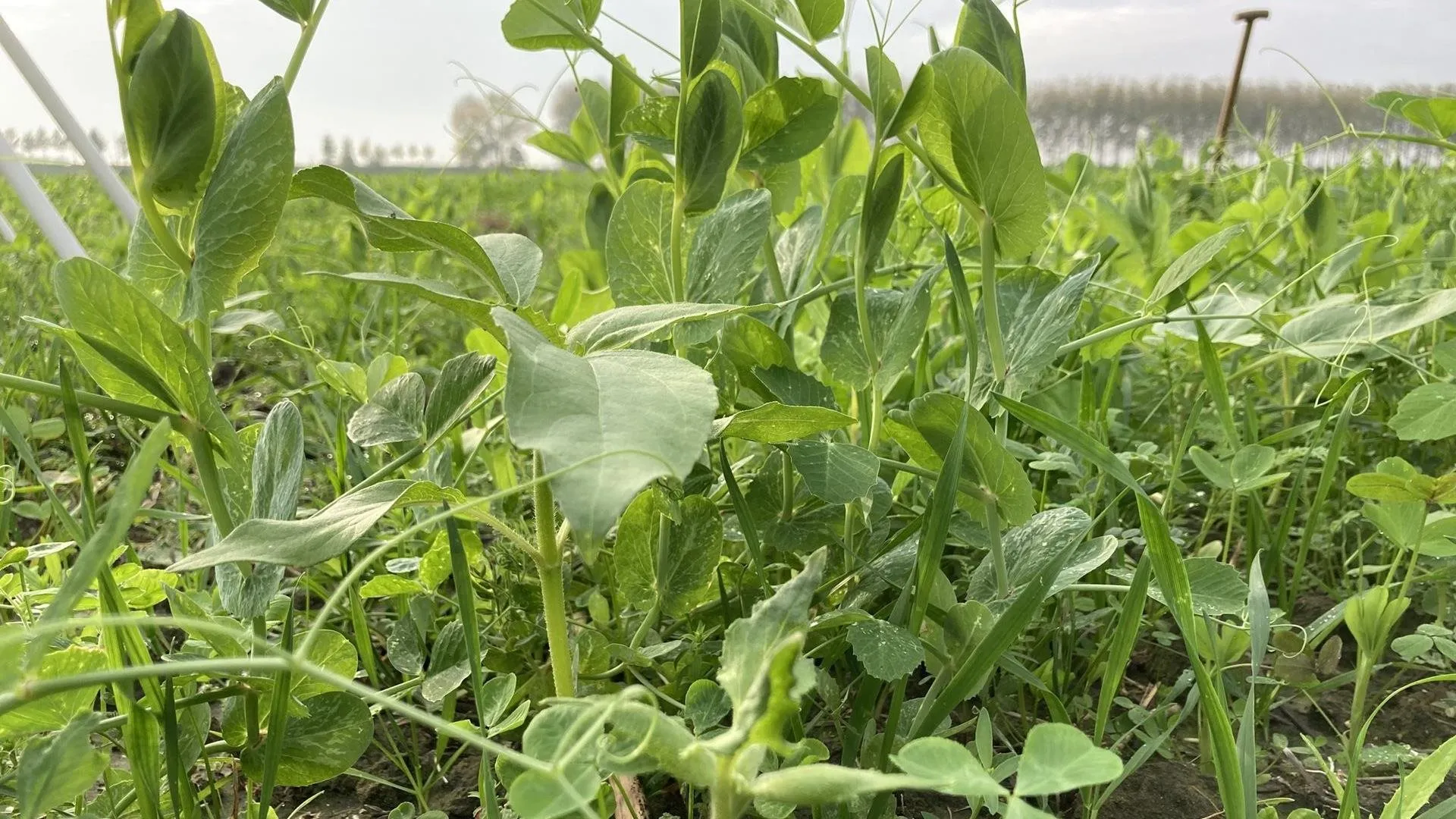 Op naar 1001 hectare biodiverse groenbemesters