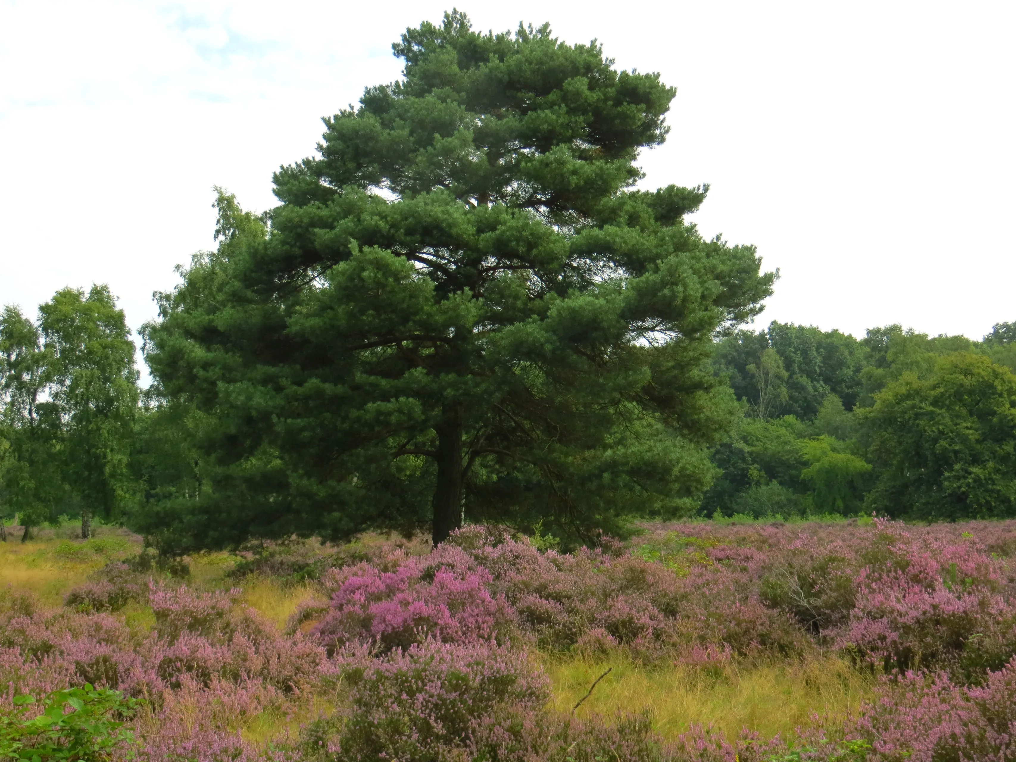 Bomen en struiken; Excursie Stichting het Limburgs Landschap