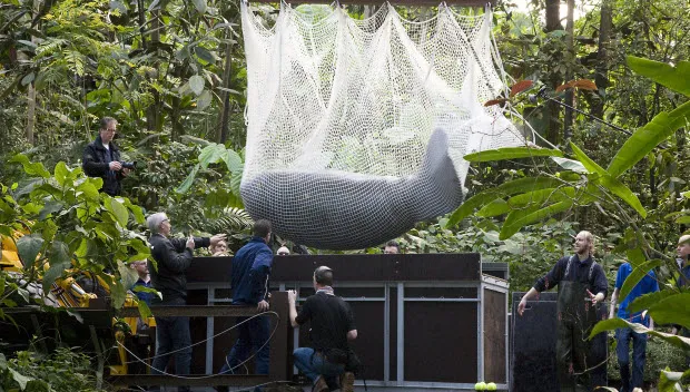 Arnhemse zeekoe kiest voor het zonnige zuiden in Parijs