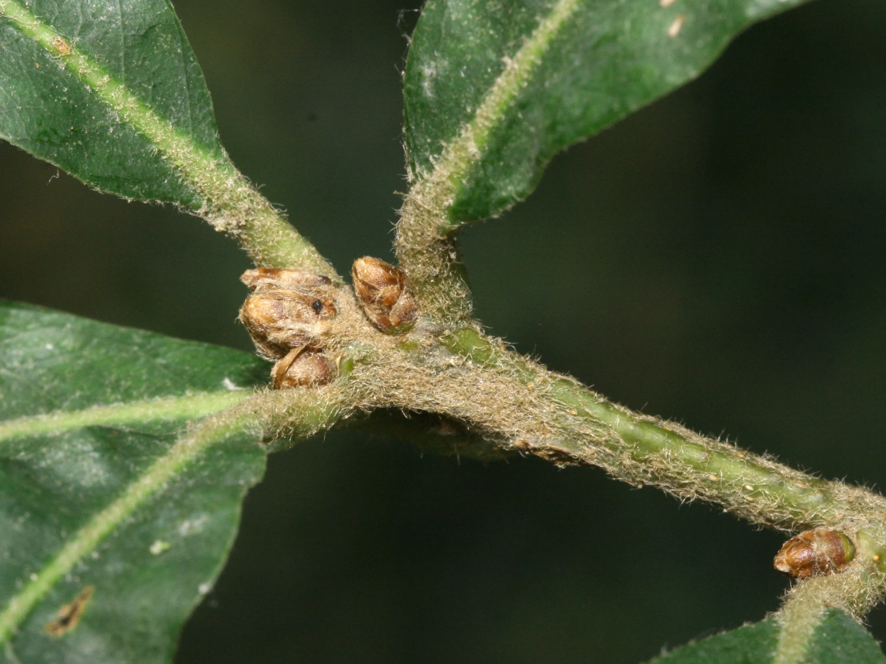 Aandacht voor de Quercus x turneri in het Kogerpark in Zaanse Natuur en ...